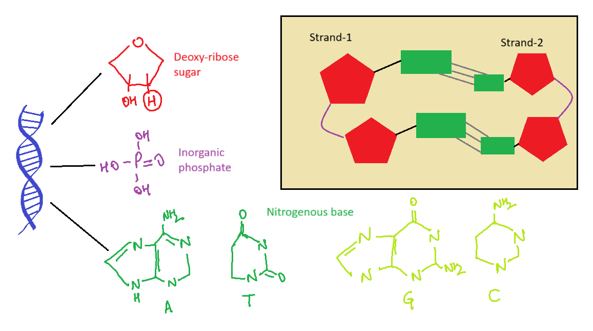 Extracellular DNA – Groundbreaking Grewall