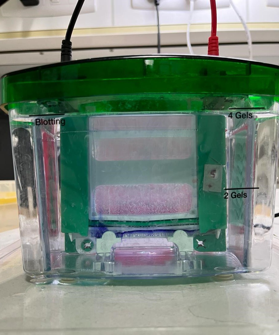Identifying proteins – Ground breaking Grewall