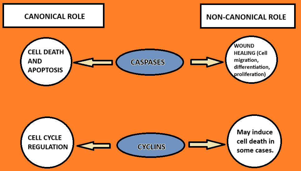 Canonical and Non-canonical – Ground breaking Grewall